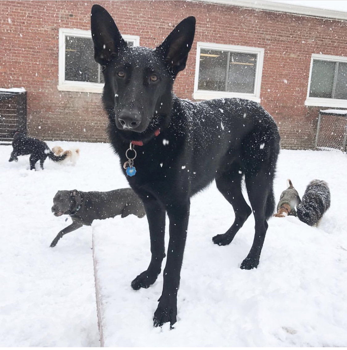 Gallery | Dog Days of Buffalo