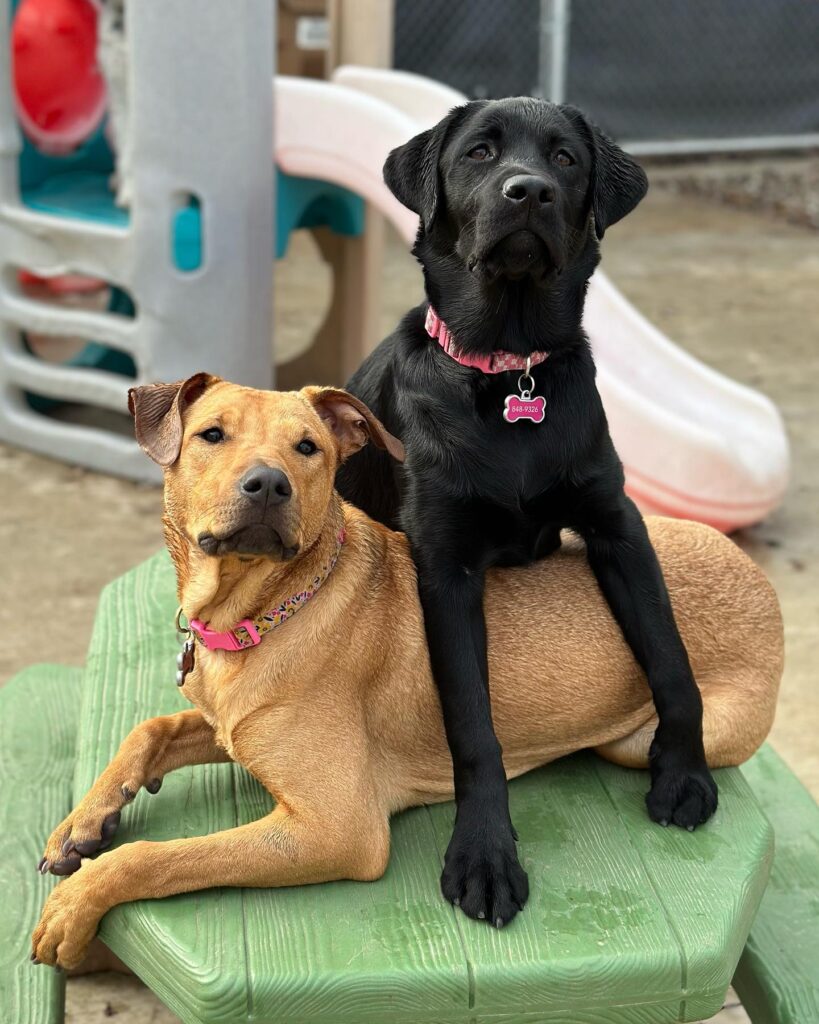 Gallery - Dog Days of Buffalo