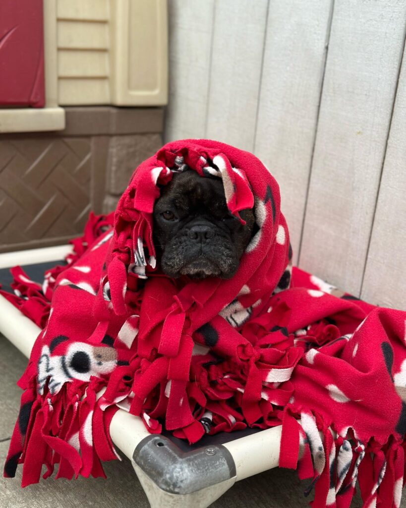 Gallery - Dog Days of Buffalo