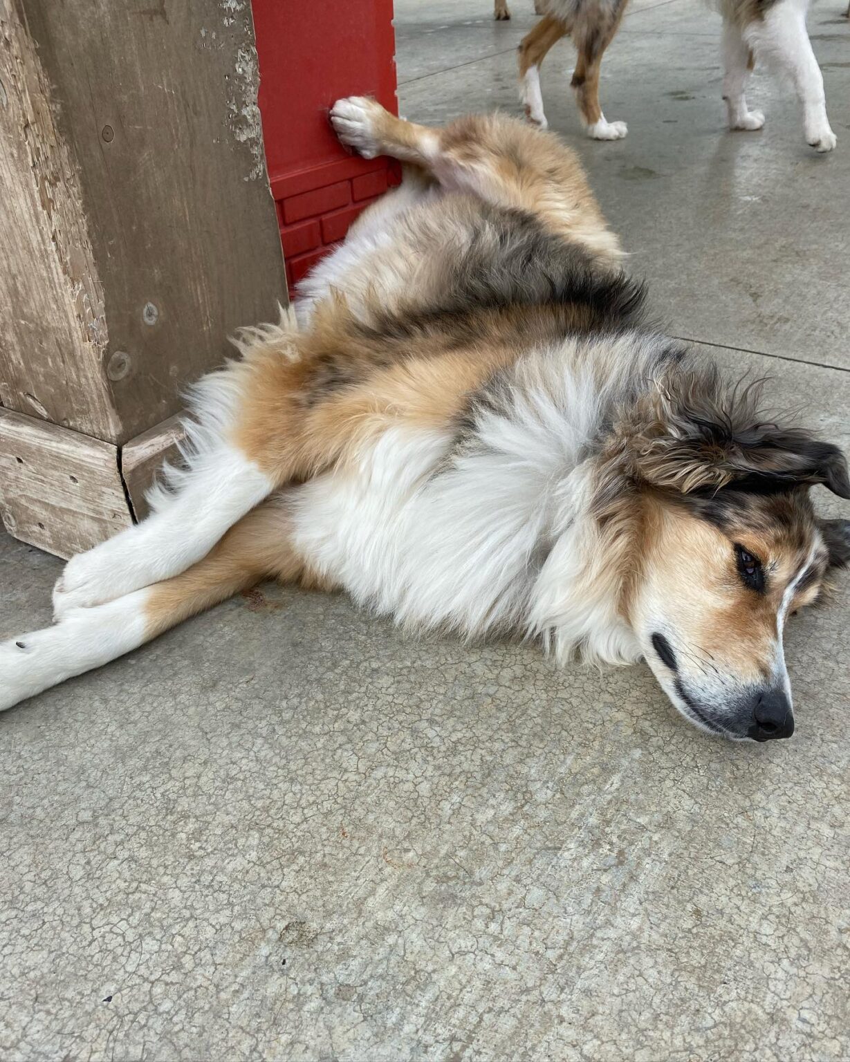 Gallery - Dog Days of Buffalo