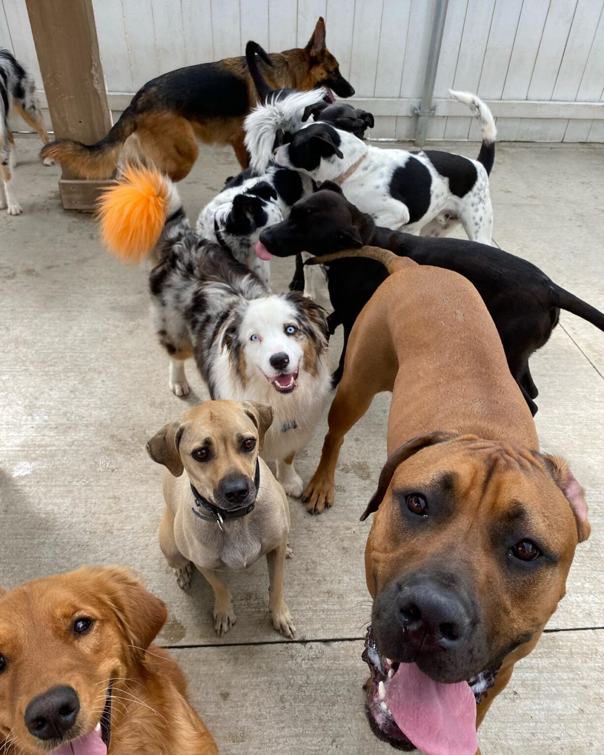 Gallery - Dog Days of Buffalo