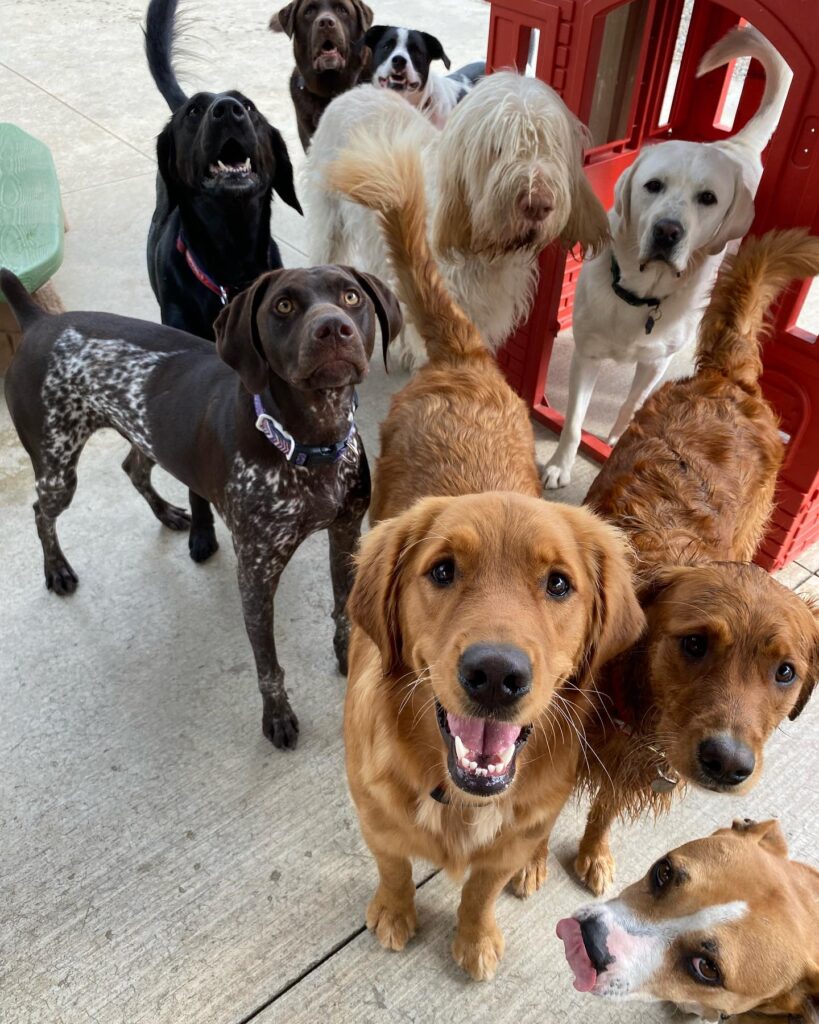 Gallery - Dog Days of Buffalo