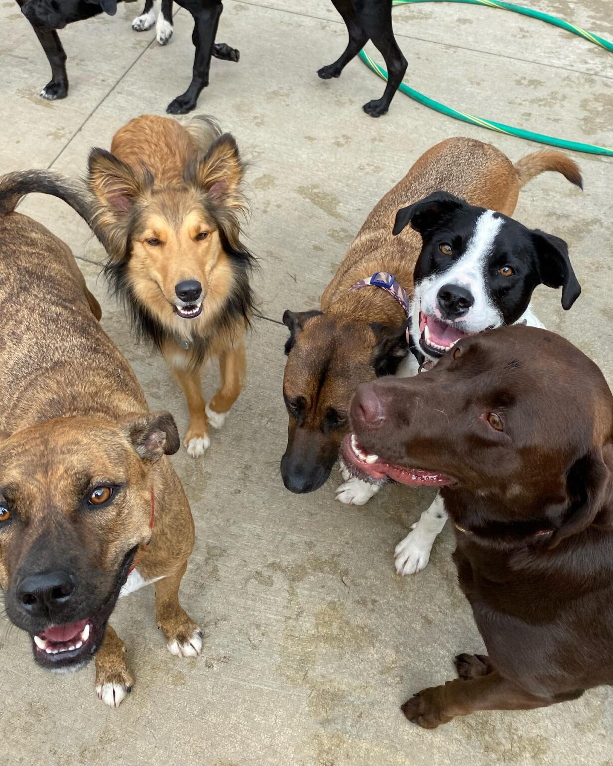 Gallery - Dog Days of Buffalo